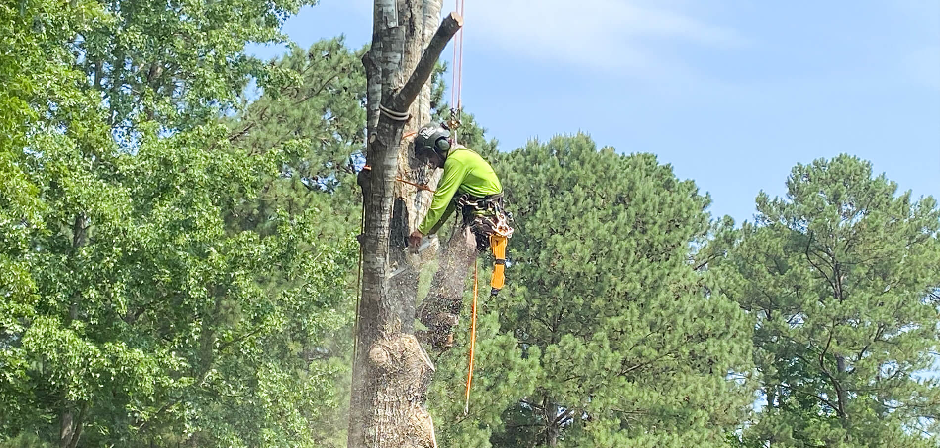 Rigging Tree Service, LLC – Residential and Commercial Professional ...